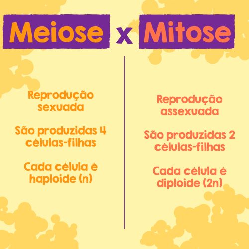 Mitose e meiose: o que são, como acontecem e diferença