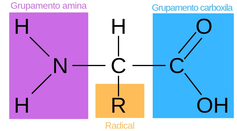 O que são proteínas, qual sua função e sua estrutura