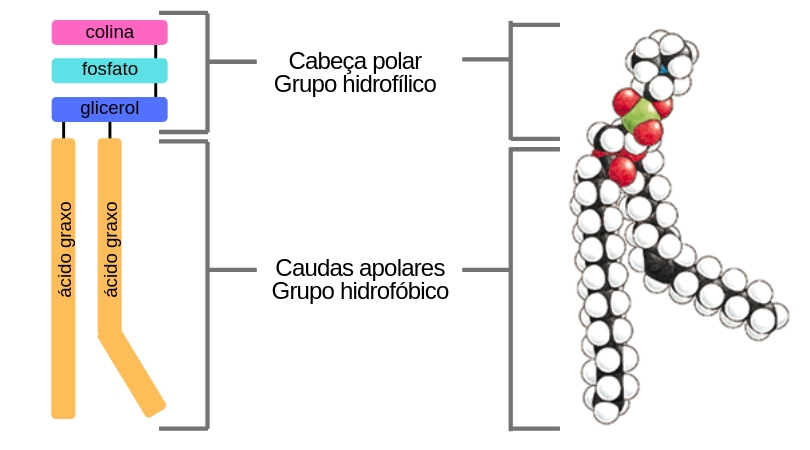 Lipídios: o que são, função e classificação - Biologia Enem