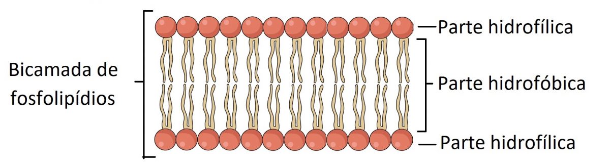 Lipídios: o que são, função e classificação - Biologia Enem
