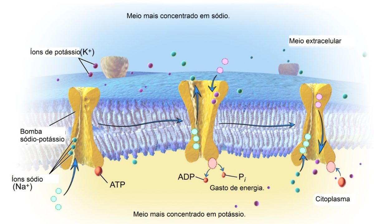 Transporte ativo na membrana plasmática: bomba de sodio e potássio