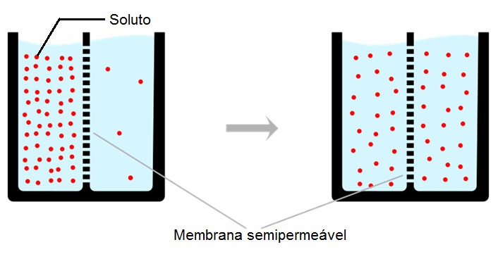 Osmose e difusão: transporte passivo na membrana plasamática