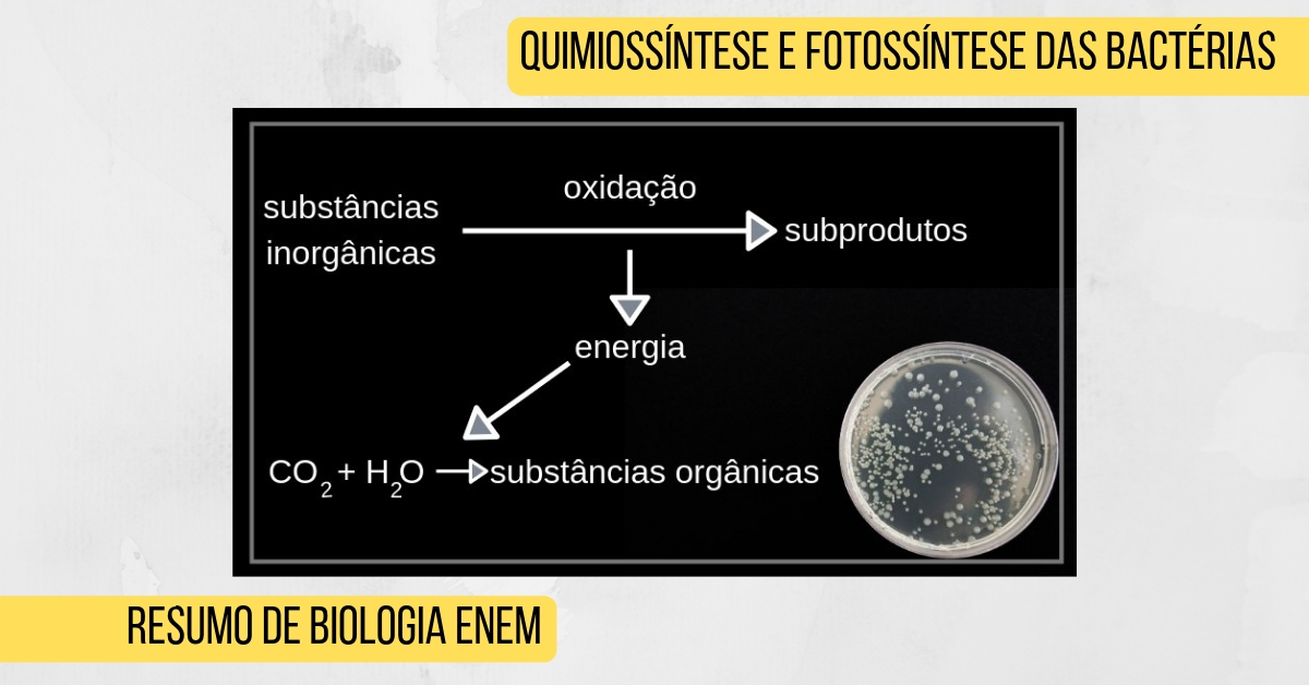 Quimiossíntese e fotossíntese bacteriana: resumo de biologia
