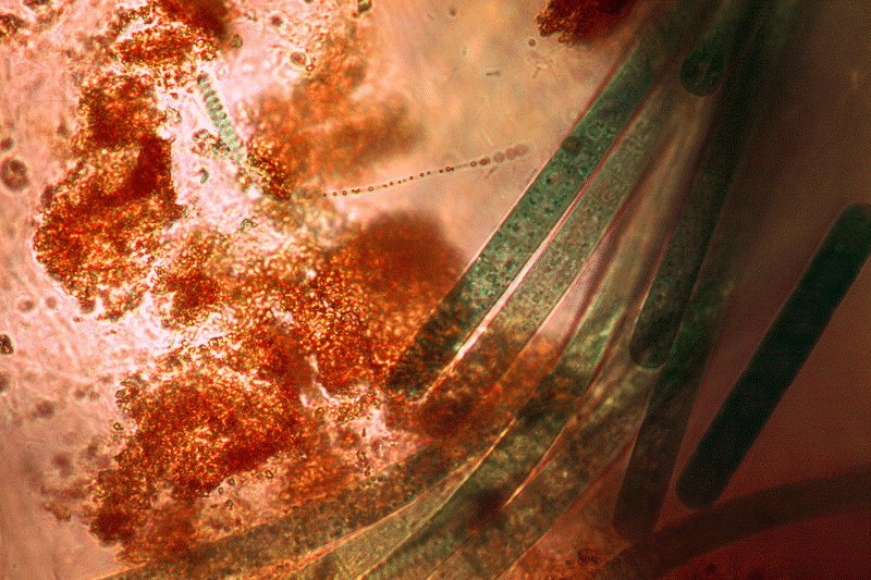 Quimiossíntese e fotossíntese bacteriana: resumo de biologia