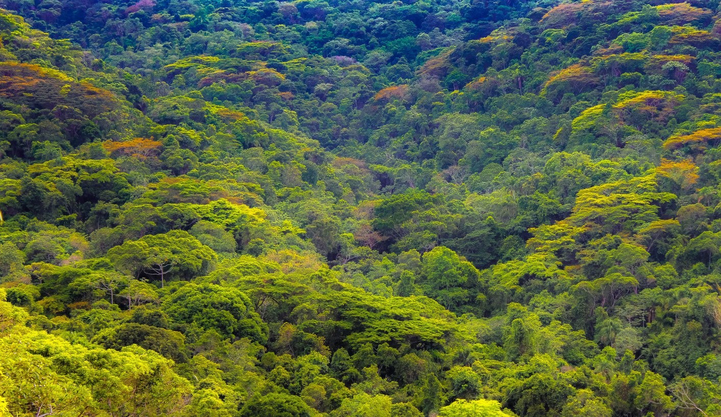 A vegetação brasileira: tipos, características e mapa