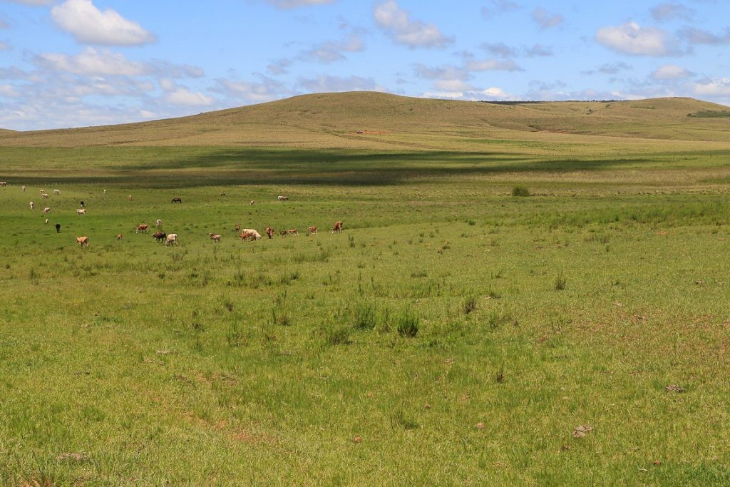 A vegetação brasileira: tipos, características e mapa
