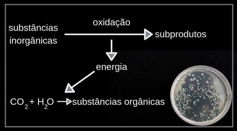 Quimiossíntese e fotossíntese bacteriana: resumo de biologia