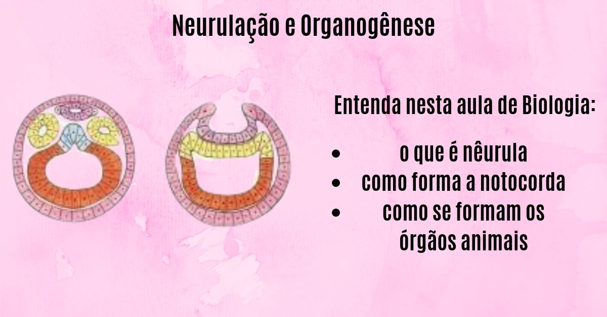 Neurulação e Organogênse (Embriologia) - Biologia Enem