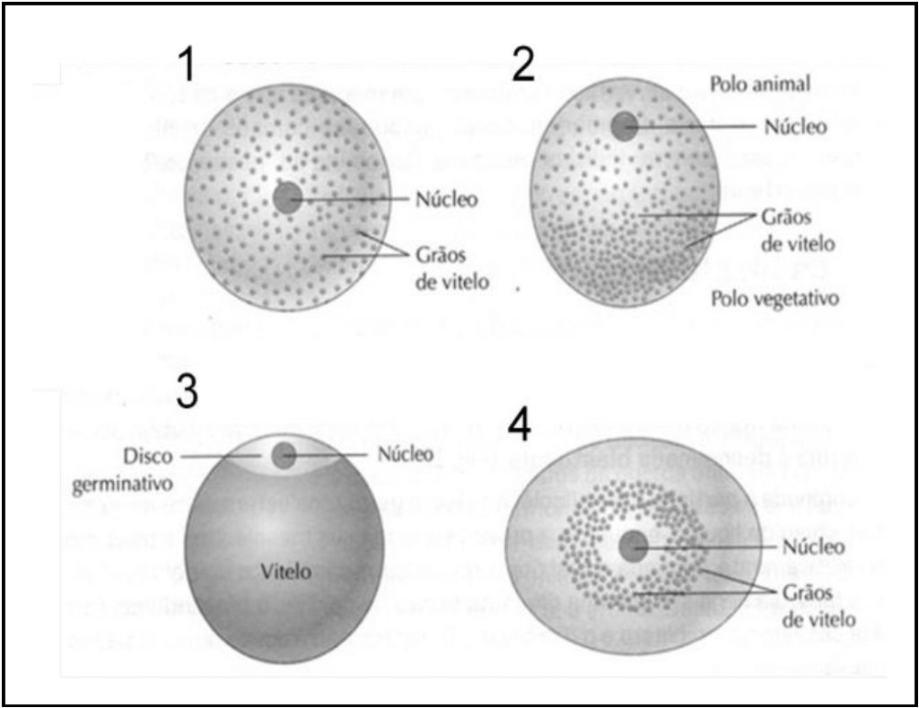 Embriologia: conheça os diferentes tipos de óvulos e clivagens
