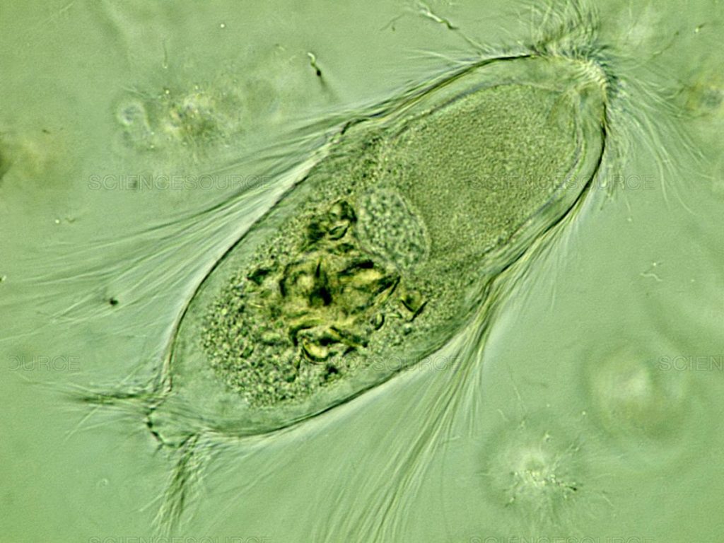Protozoários: características, classificação, filos e exemplos