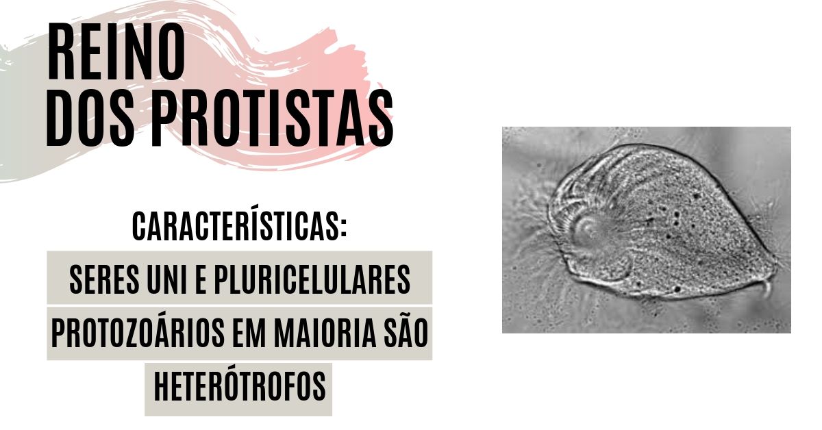 Reino Protista e suas características - Biologia Enem
