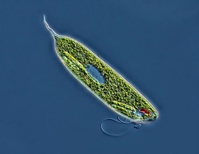 Reino Protista: classificações, características e exemplos