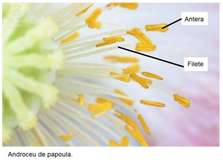 Estrutura das Angiospermas e suas flores - Resumo de Biologia Enem