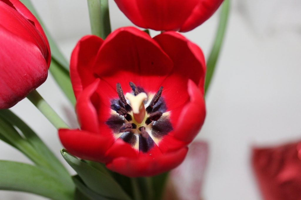 Estrutura das Angiospermas e suas flores - Resumo de Biologia Enem