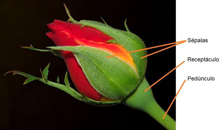 Estrutura das Angiospermas e suas flores - Resumo de Biologia Enem