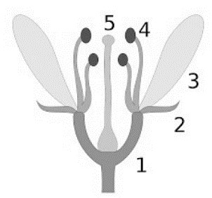 Estrutura das Angiospermas e suas flores - Resumo de Biologia Enem