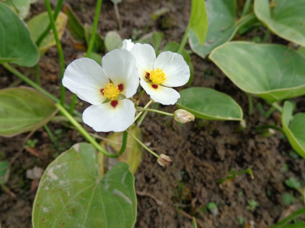 Estrutura das Angiospermas e suas flores - Resumo de Biologia Enem