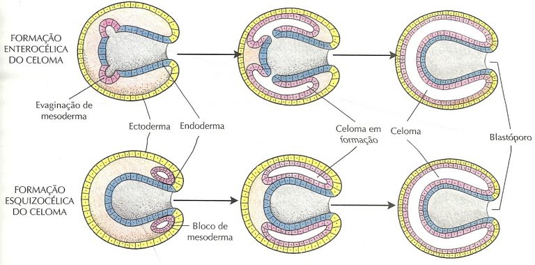 Reino Animal: características, classificação, filos e exemplos