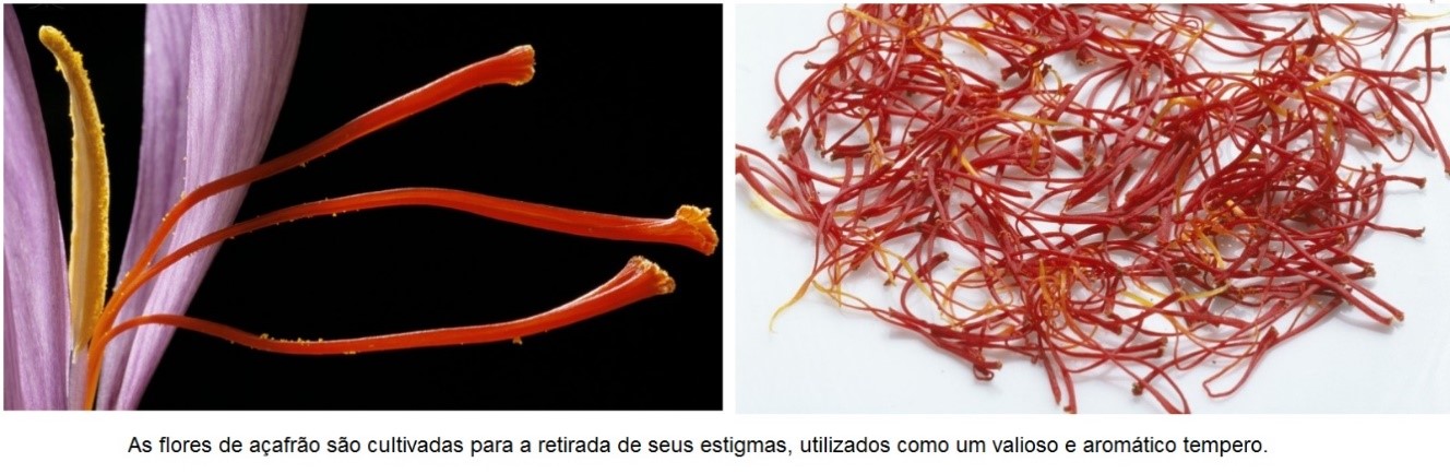 Estrutura das Angiospermas e suas flores - Resumo de Biologia Enem