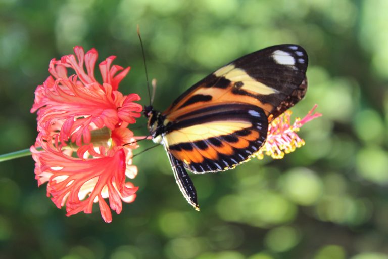 Estrutura das Angiospermas e suas flores - Resumo de Biologia Enem