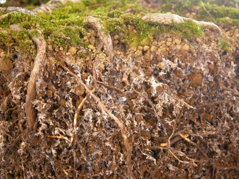 Fungos e o Reino Fungi: características, exemplos e importância