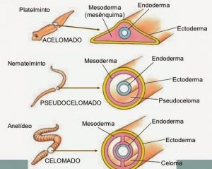 Nematelmintos: o que são, exemplos e principais características