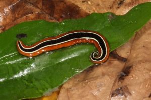 Filo dos Platelmintos: características, classificação e exemplos