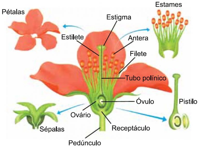 Angiospermas: o que são, características e reprodução
