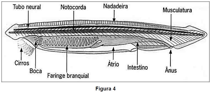 Filo dos Cordados: o que é, características e classificação