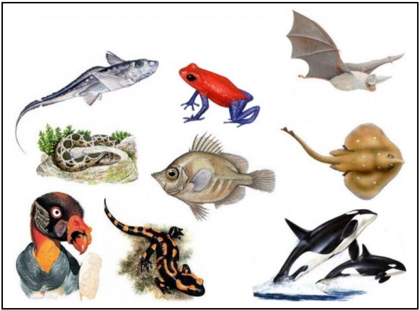 Simulado de cordados - Teste seus conhecimentos em Biologia