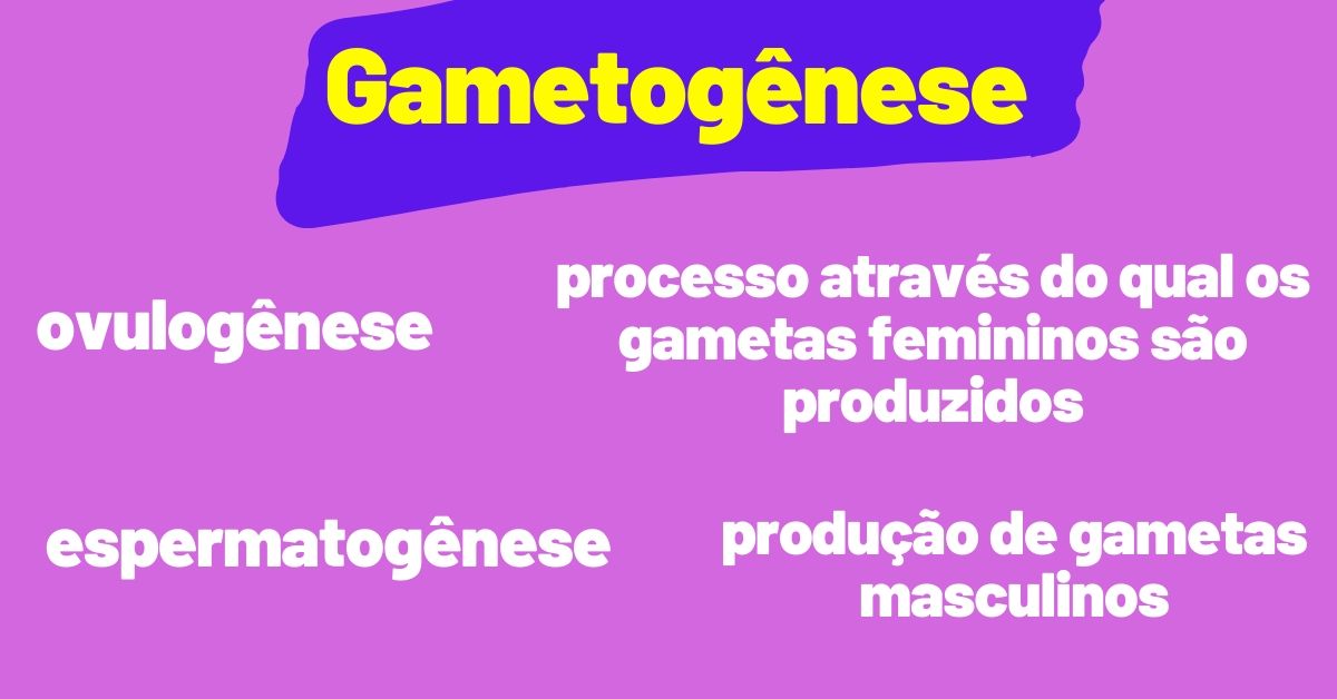 Gametogênese feminina e masculina: o que é e como ocorre