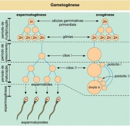 Gametogênese feminina e masculina: o que é e como ocorre