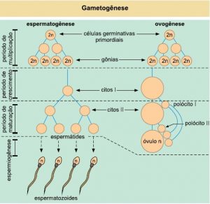 Gametogênese feminina e masculina: o que é e como ocorre