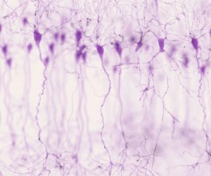 Tecido nervoso: saiba suas principais características e função - Biologia