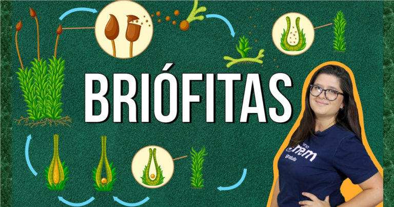 Briófitas: características, ciclo de vida e reprodução
