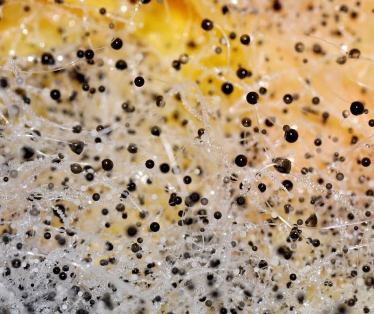 Reino Fungi: o que é, reprodução e classificação dos fungos