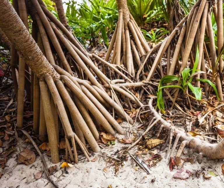 Raízes: tipos de raízes, estrutura, características e funções