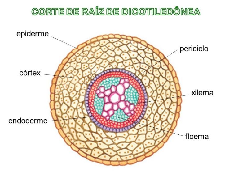 Raízes: tipos de raízes, estrutura, características e funções