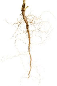 Raízes: tipos de raízes, estrutura, características e funções