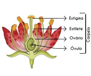 Frutos e sementes: o que são, tipos, classificações e funções