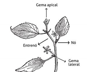 Caule: o que é, função, estruturas, tipos de caules e exemplos