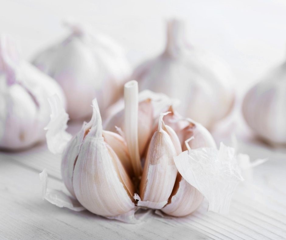 Folhas: estrutura, tecidos, funções e tipos - Aula de Biologia para o Enem