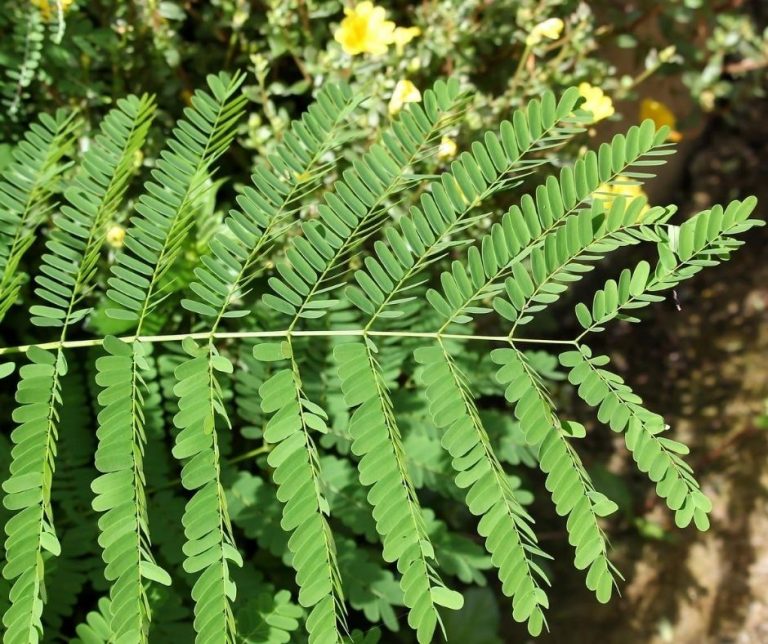 Folhas: estrutura, tecidos, funções e tipos - Aula de Biologia para o Enem