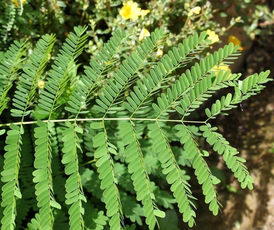 Folhas: estrutura, tecidos, funções e tipos - Aula de Biologia para o Enem