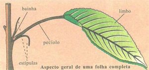 Folhas: estrutura, tecidos, funções e tipos - Aula de Biologia para o Enem