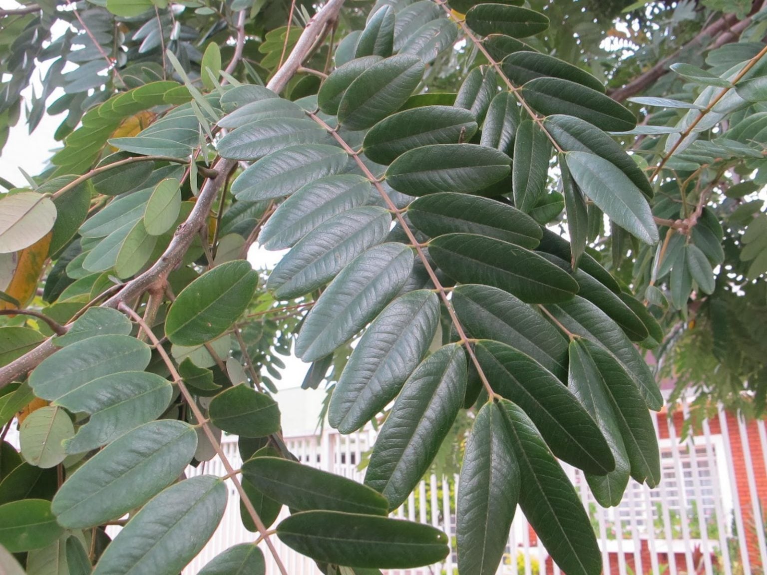 Folhas: estrutura, tecidos, funções e tipos - Aula de Biologia para o Enem