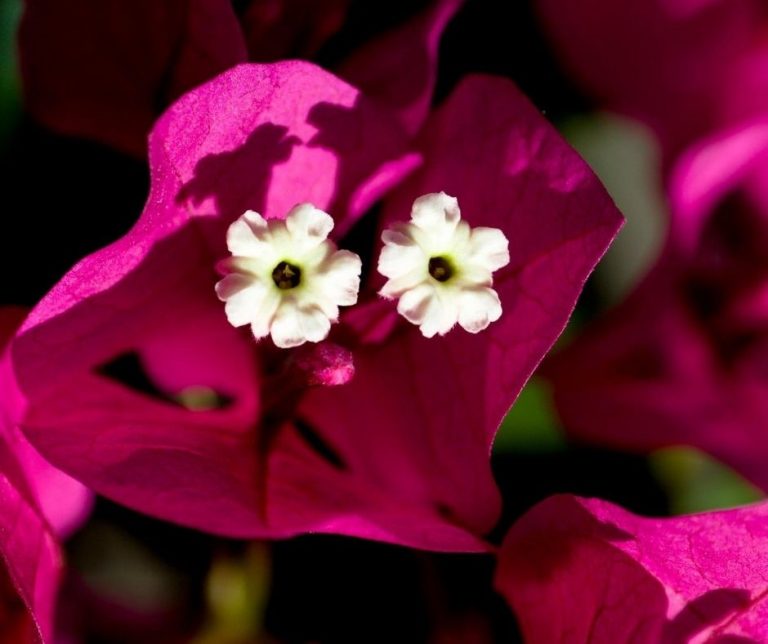 Folhas: estrutura, tecidos, funções e tipos - Aula de Biologia para o Enem
