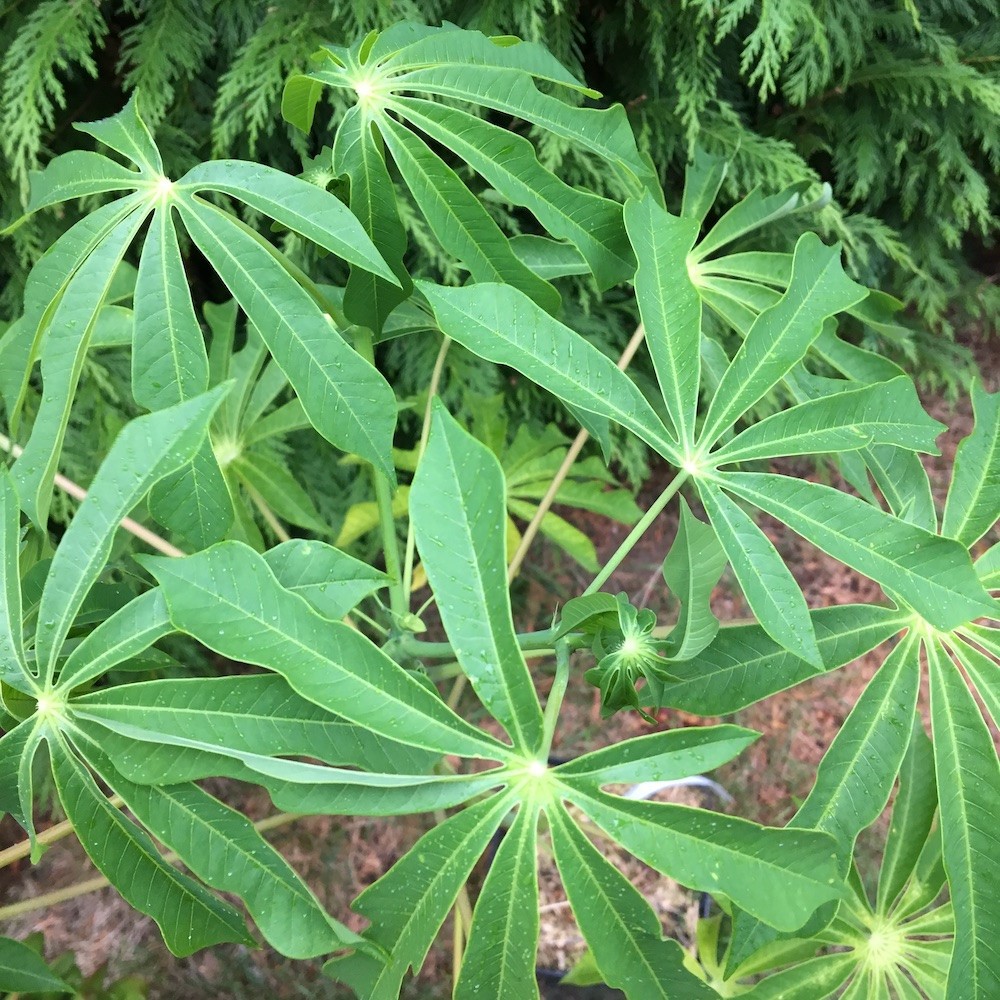 Folhas: estrutura, tecidos, funções e tipos - Aula de Biologia para o Enem
