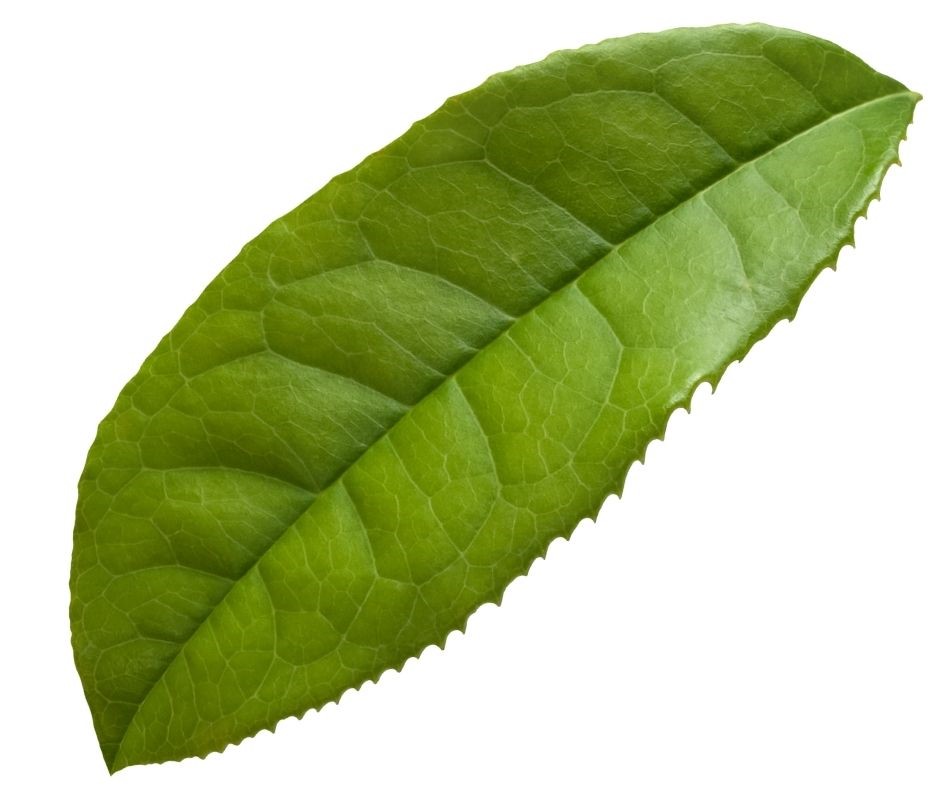 Folhas: estrutura, tecidos, funções e tipos - Aula de Biologia para o Enem