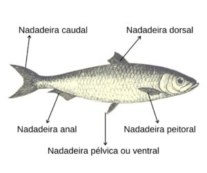 Peixes: principais características, classificação e exemplos